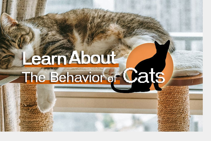 Learn About The Behavior of Cats, Then Cultivate Good Habit – Mwpohome